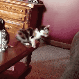 cat gifs | The Musings of an Author in Progress